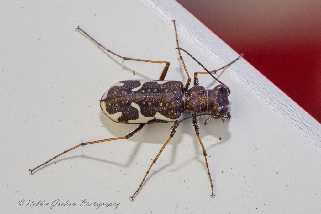 New Zealand Common Tiger Beetle from Waitahanui, New Zealand on ...