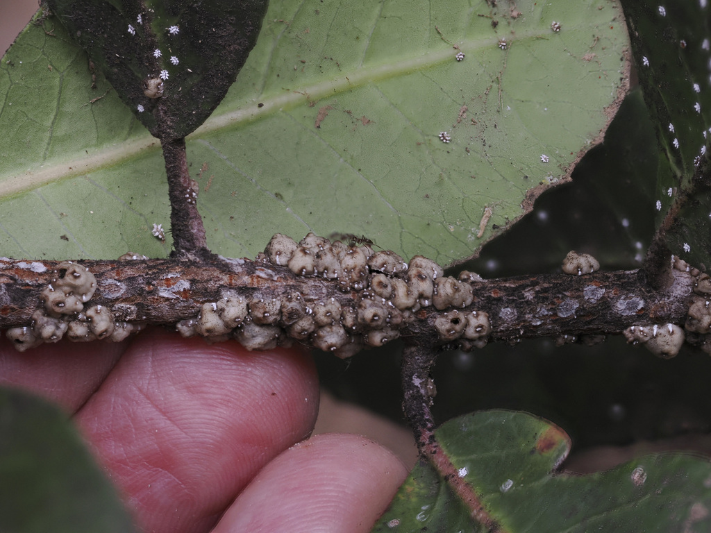 Chinese Wax Scale from Clairemont, San Diego, CA, USA on December 27 ...