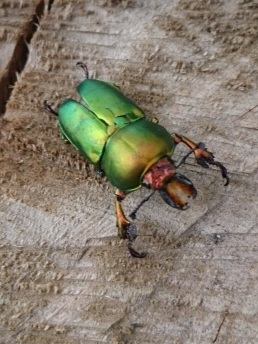 Scarabs, Stag Beetles and Allies from Seaford VIC 3198, Australia by ...