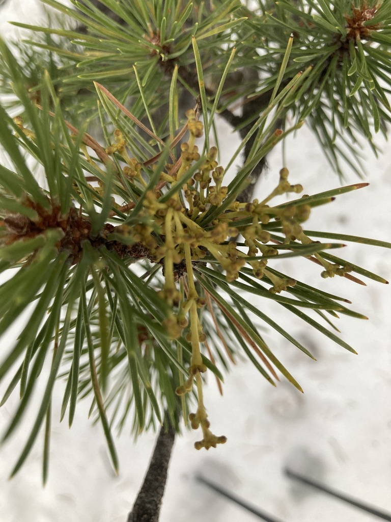 Lodgepole Pine Dwarf-Mistletoe from Kananaskis, AB T0L, Canada on ...
