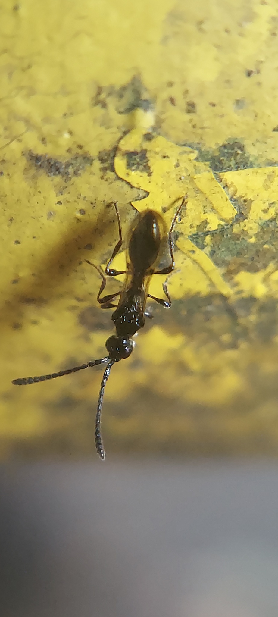 Spilomicrus Westwood, 1832