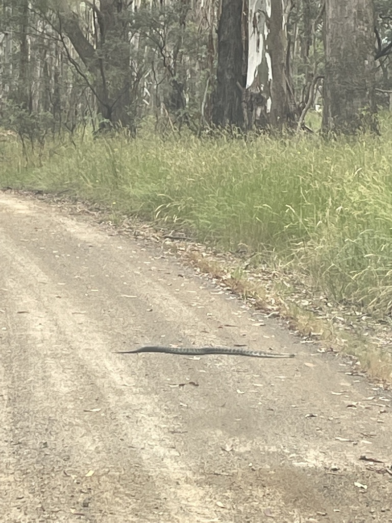 Tiger Snake from Scotts La, Porcupine Ridge, VIC, AU on December 28 ...