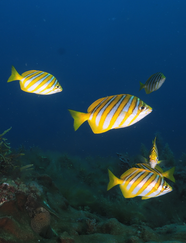 Footballer Sweep from Bunbury WA, Australia on December 14, 2022 at 10: ...