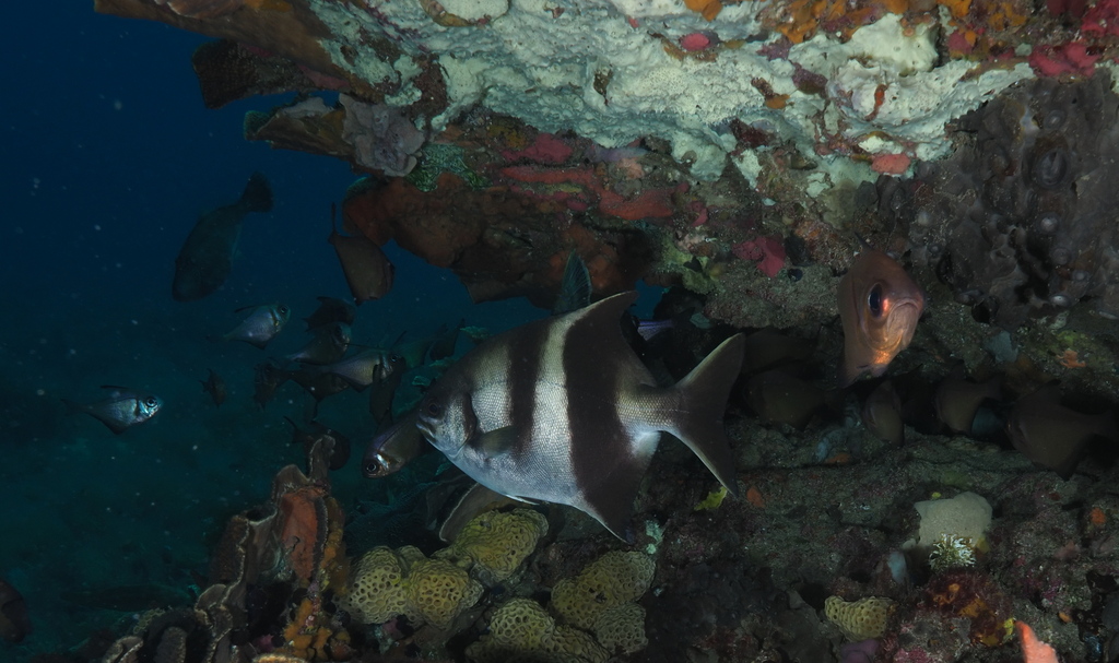 Banded Sweep from Bunbury WA, Australia on December 14, 2022 at 09:51 ...