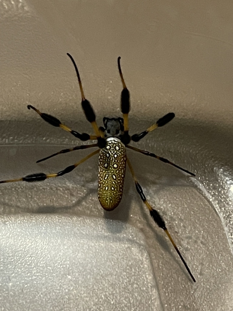 Golden Silk Spider from Key Largo, Key Largo, FL, US on December 26 ...