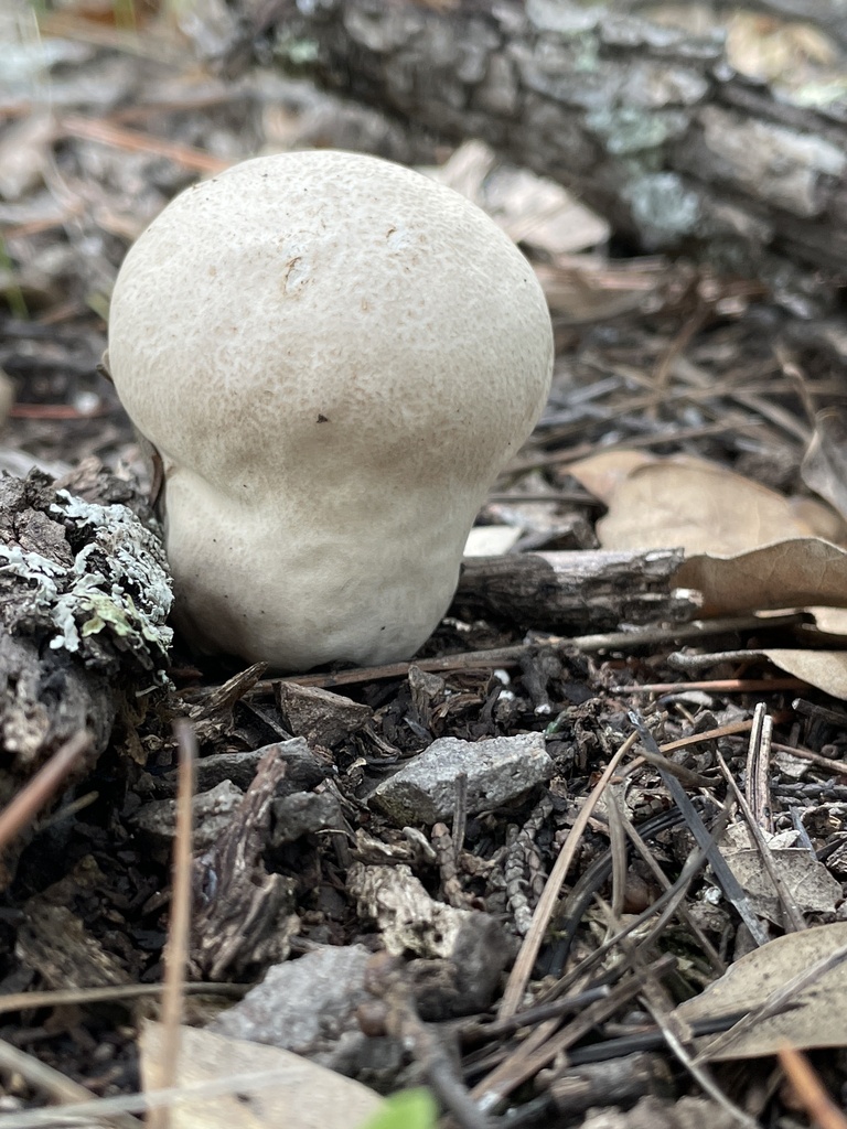 Brain puffball in August 2022 by Jonathan Frank · iNaturalist