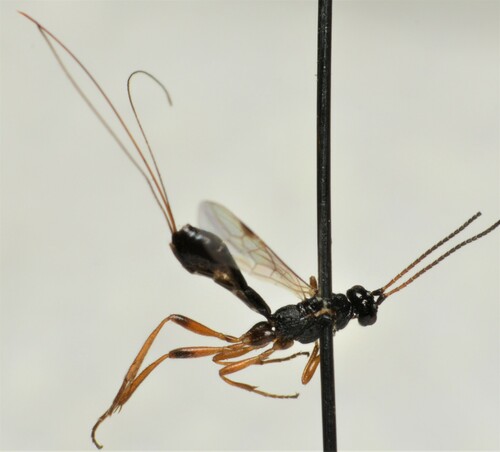 Macrocentrus infirmus · iNaturalist
