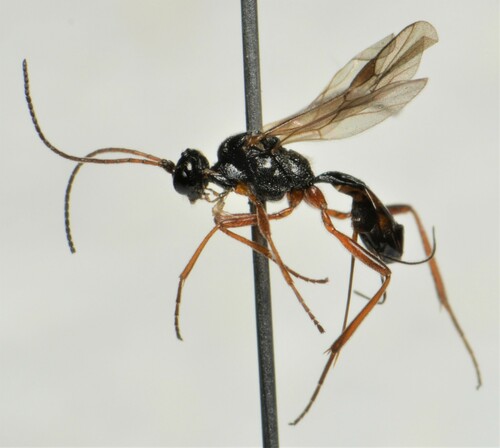 Meteorus abdominator · iNaturalist