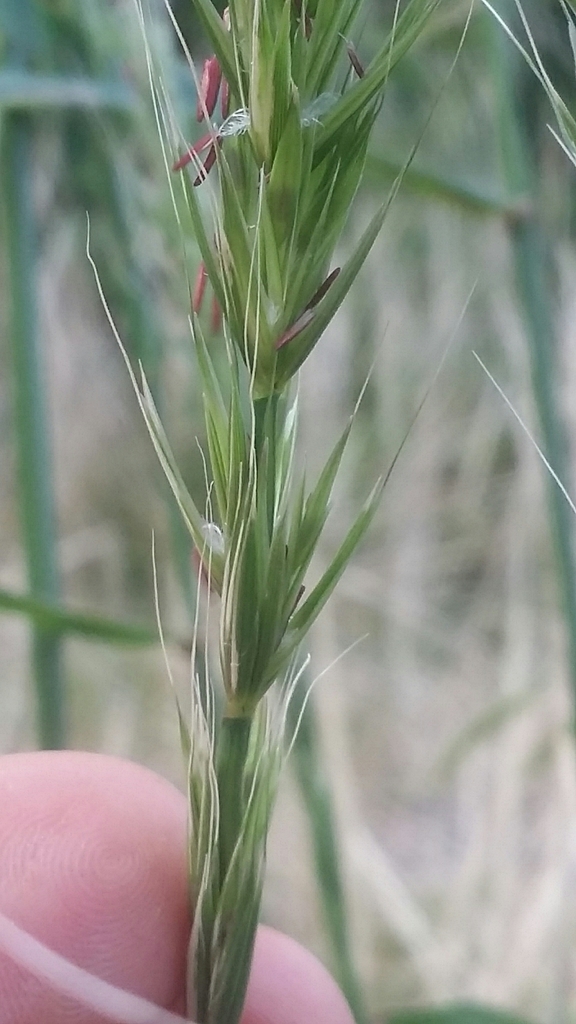 Blue wild rye (Plants of Lone Mesa State Park) · iNaturalist