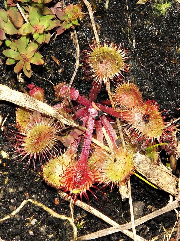Collins Sundew from Malolotja Nature Reserve, between campsite and ...