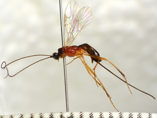 Macrocentrus cingulum · iNaturalist