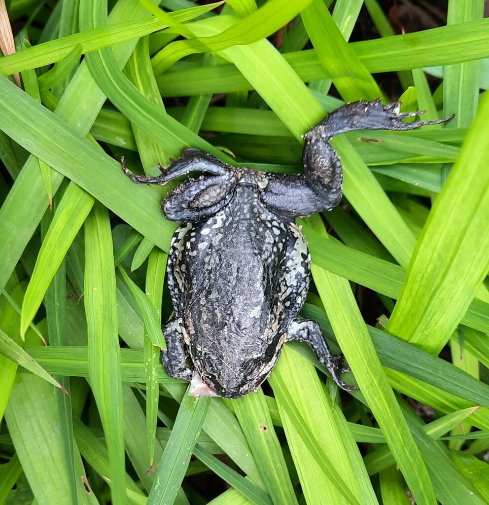 Eastern Banjo Frog from Auntie J's on January 07, 2022 at 02:30 PM by ...