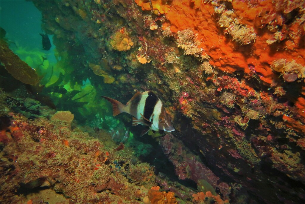 Magpie Perch from Aldinga Beach SA 5173, Australia on December 18, 2022 ...