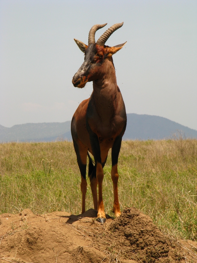 Topi from Serengeti on January 5, 2008 at 12:12 PM by Cape Tribulation ...