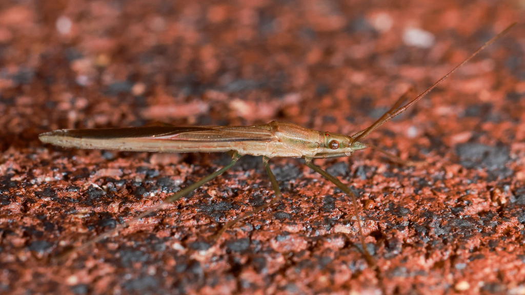 Long Broad-headed Bug from 164 College Rd, Karana Downs QLD 4306 ...