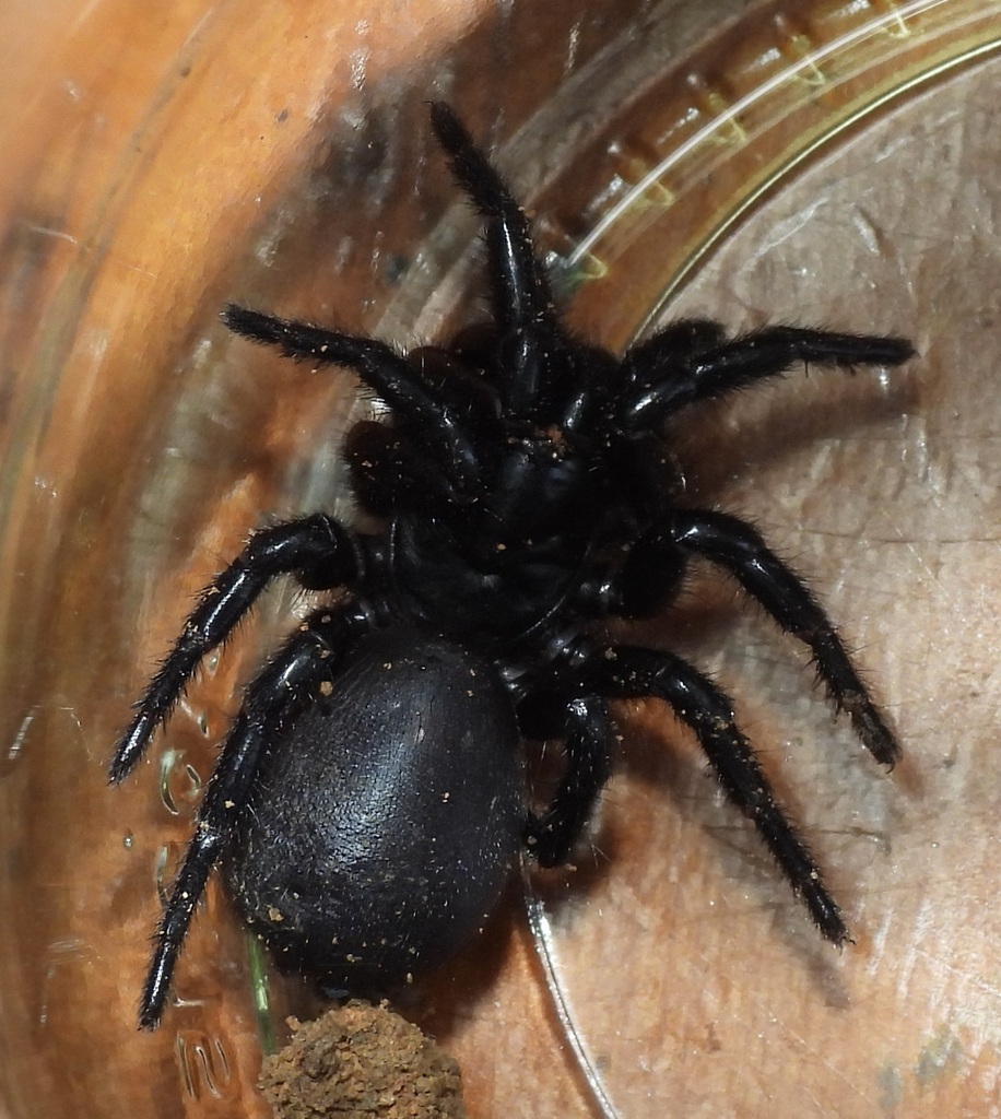 Hadronyche from Tomewin NSW 2484, Australia on December 28, 2022 at 06: ...