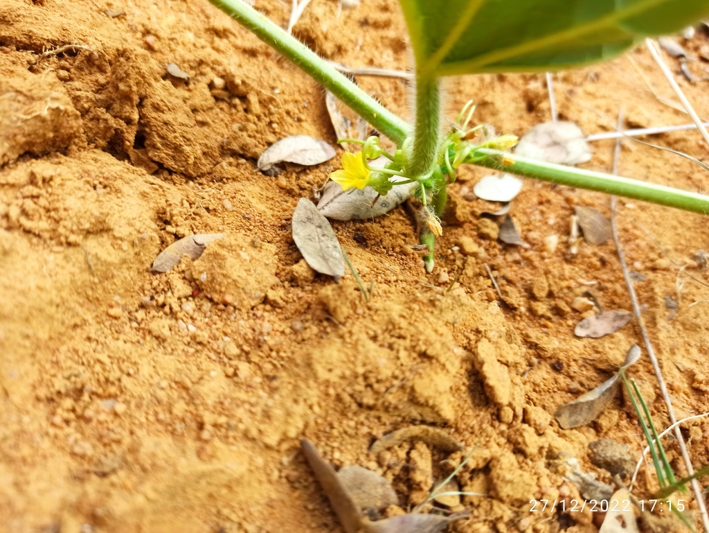 Aardvark Cucumber (Cucumis humofructus) - Botanical Realm