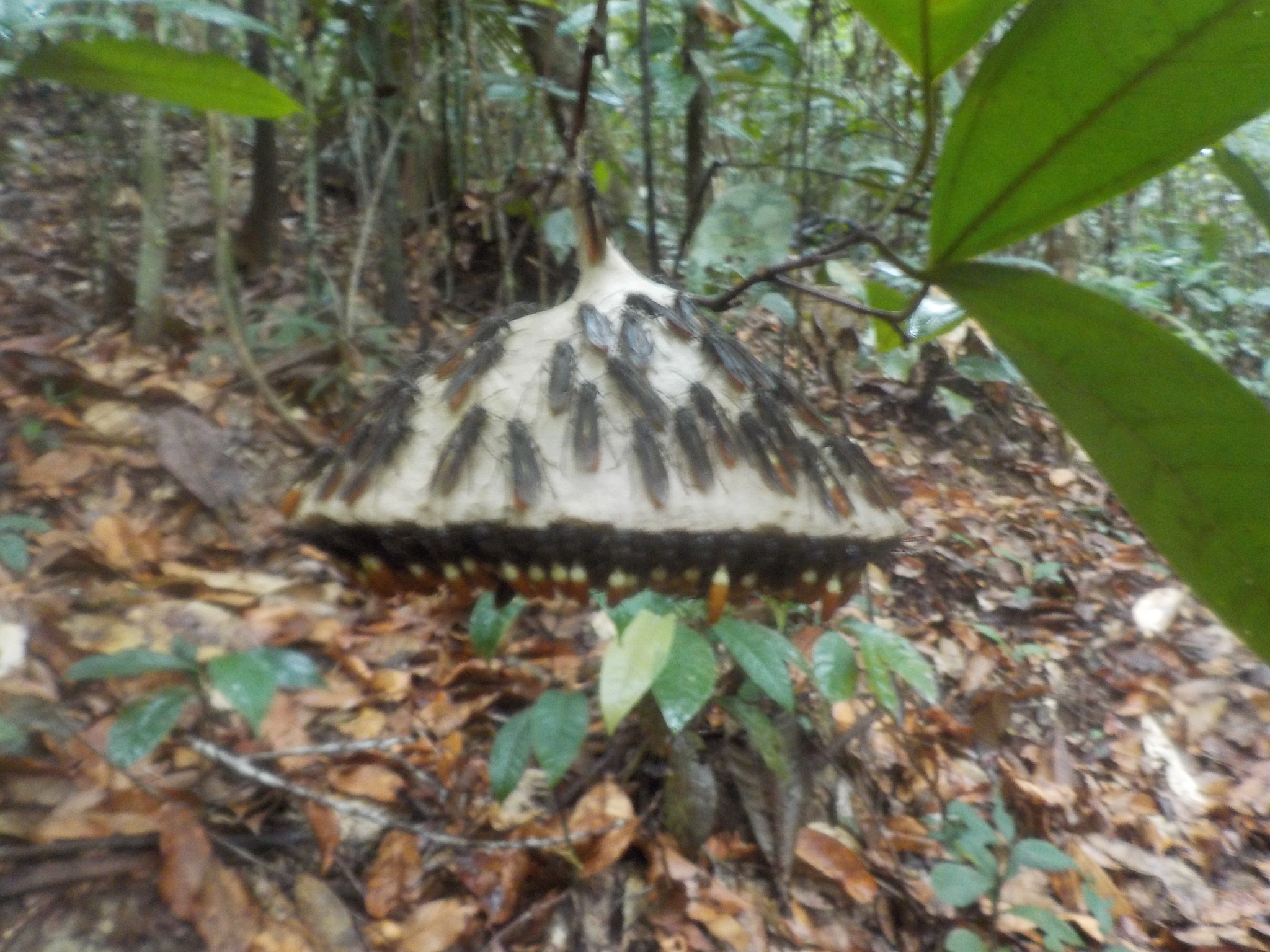 Apoica albimacula (Fabricius, 1804)