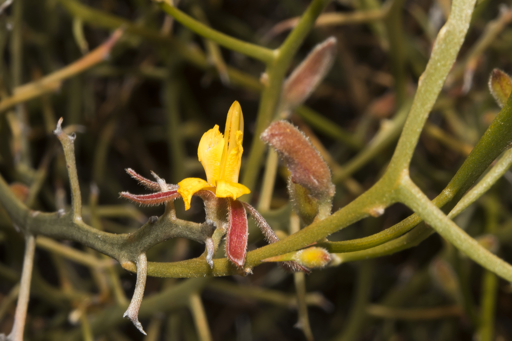 (Jacksonia tarinensis) - Botanical Realm