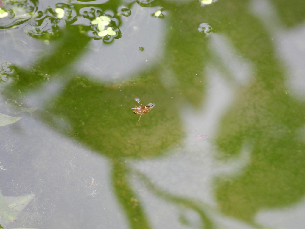 Enithares sinica from 台灣宜蘭縣 on December 8, 2022 at 02:01 PM by Max ...