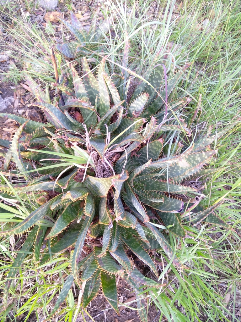 Aloes from Merafong City Local Municipality, South Africa on December ...