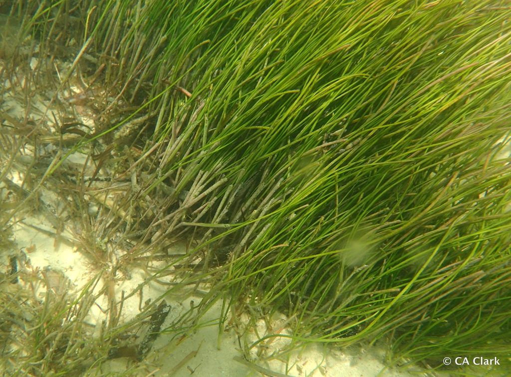 Manatee Grass from Blossom Village, Little Cayman on May 16, 2016 at 01 ...