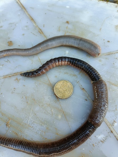 Scherotheca chicharia · iNaturalist