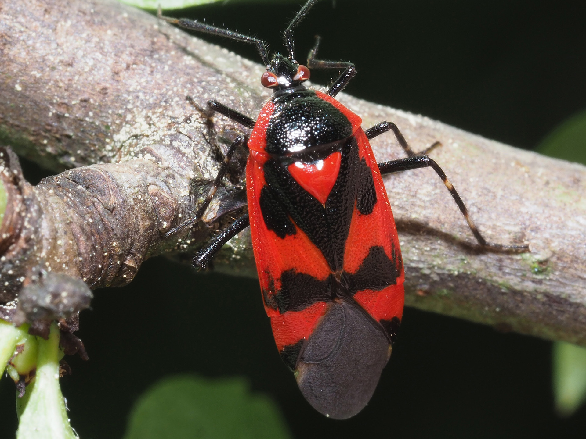 Deraeocoris trifasciatus (Linnaeus, 1767)