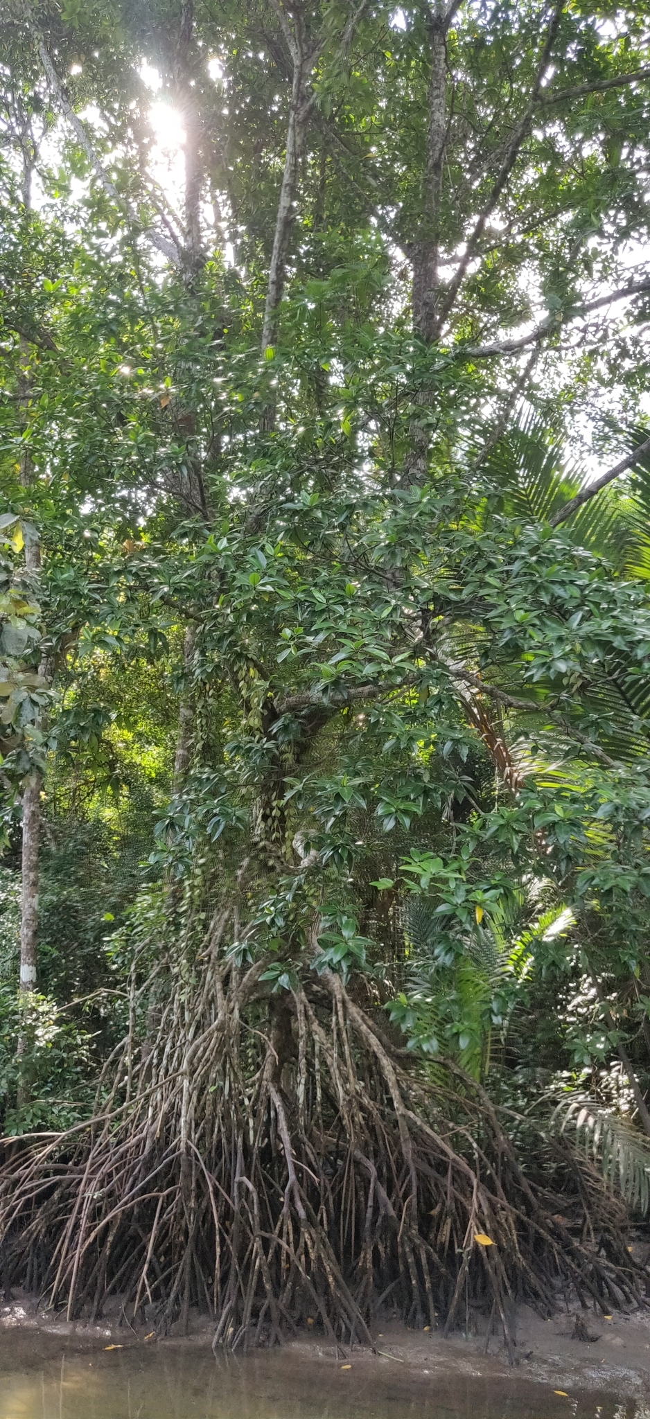 Rhizophora apiculata Blume