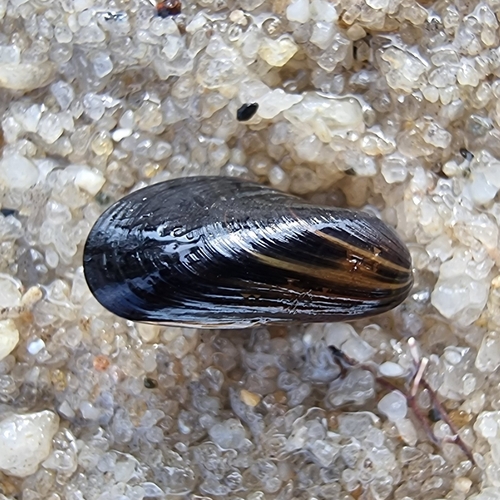 Vignadula mangle · NaturaLista Colombia