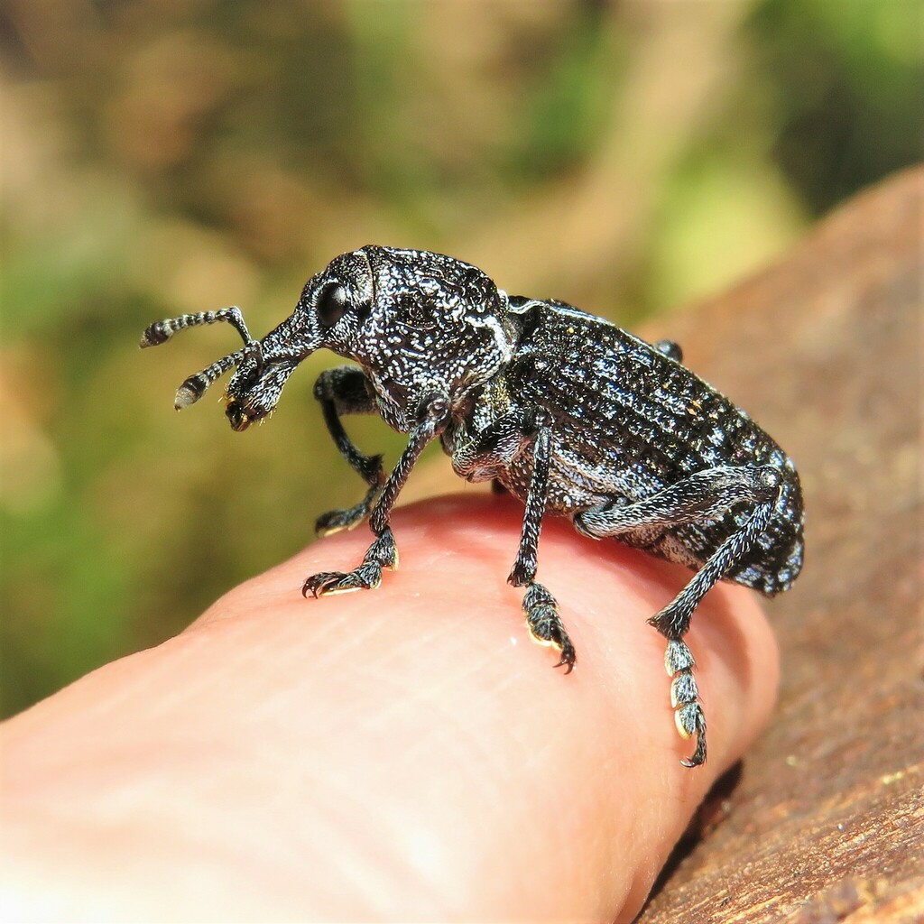 Botany Bay Diamond Weevil from Bermagui NSW 2546, Australia on December ...