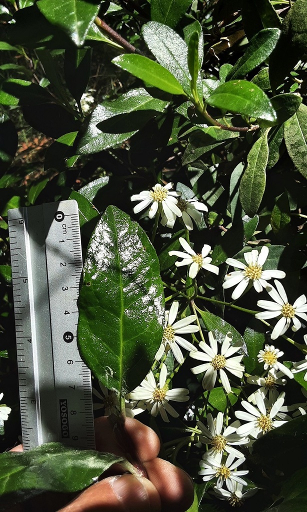 Sticky daisy bush from Blackheath NSW 2785, Australia on December 28 ...