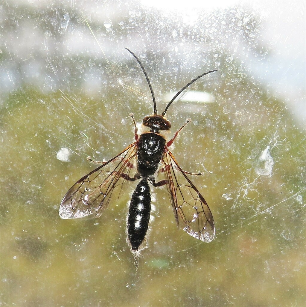 Ants, Bees, and Stinging Wasps from Wallaga Lake NSW 2546, Australia on ...