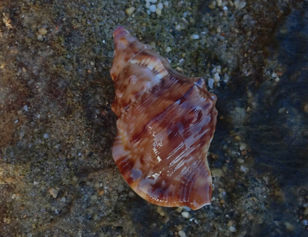 Knobbed Triton Snail from Bundagen NSW 2454, Australia on December 28 ...