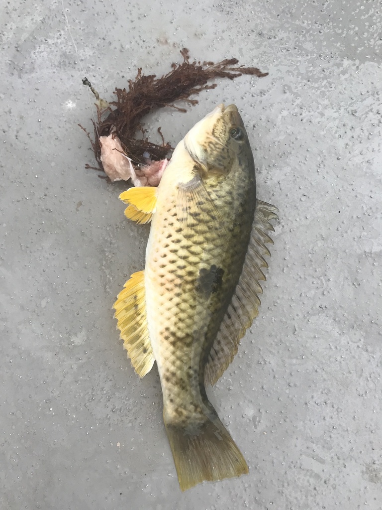 Spotty from Otago Harbour, Dunedin, Otago, NZ on December 27, 2022 at ...