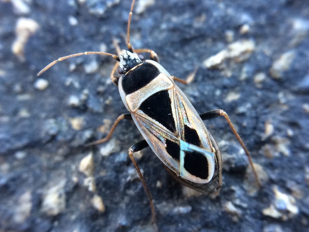 Mediterranean Seed Bug from Edenvale, San Jose, CA, USA on September 15 ...