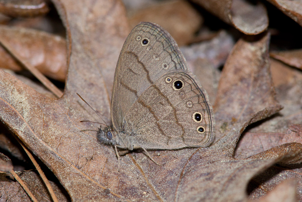 Intricate Satyr (Papilionoidea (Butterflies) of St. Johns County ...