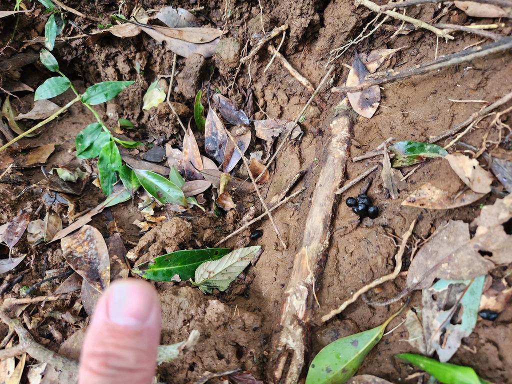 Taiwan Muntjac from 台灣台北 on December 26, 2022 at 01:09 PM by 胡正恆 ...