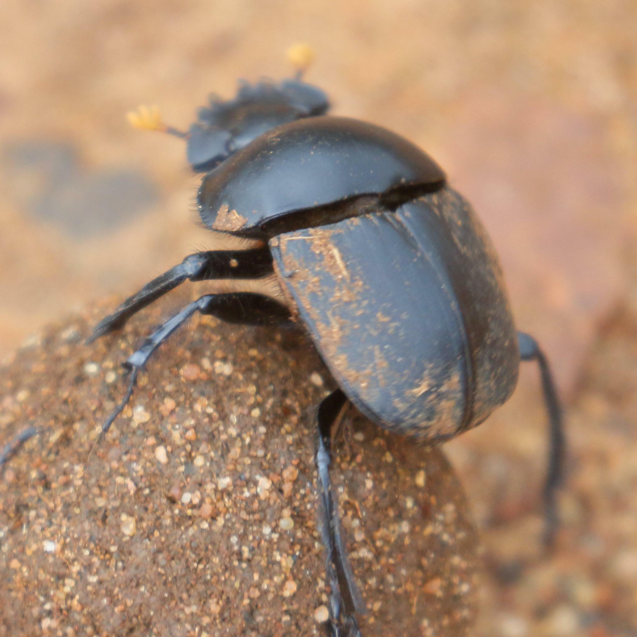 Scarabaeus rusticus (Boheman, 1857)