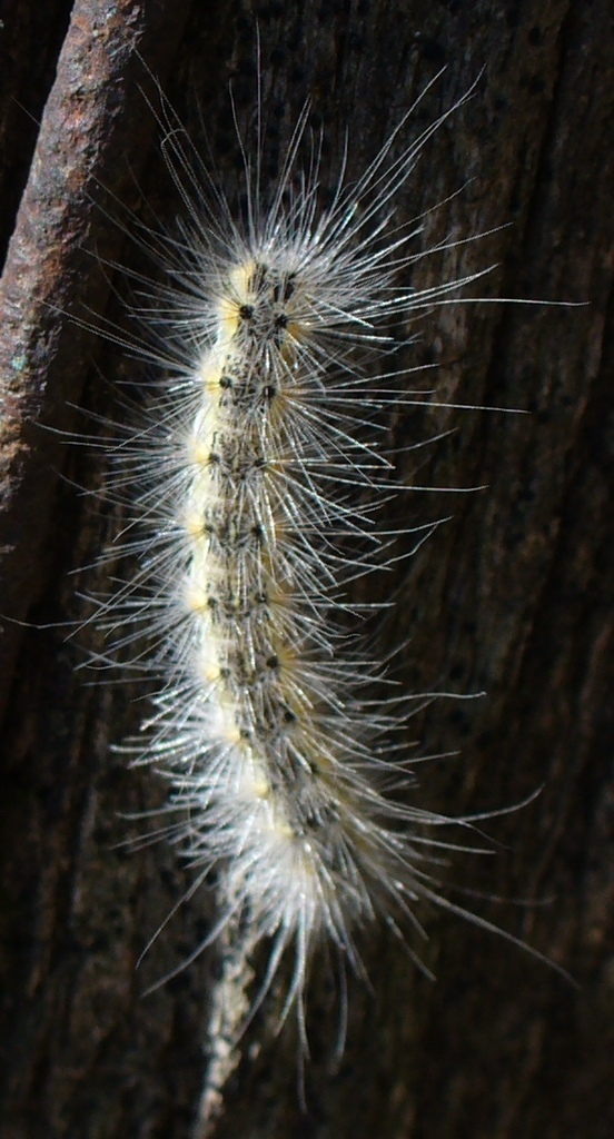 Fall Webworm Moth from Cimișlia, Moldova on August 24, 2010 at 09:26 AM ...
