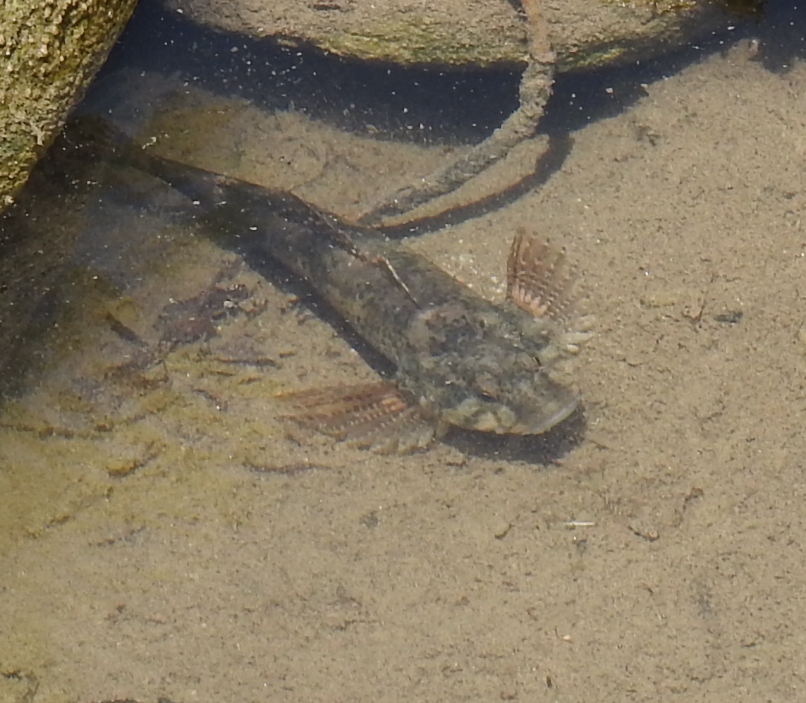 Cottus gobio Linnaeus, 1758