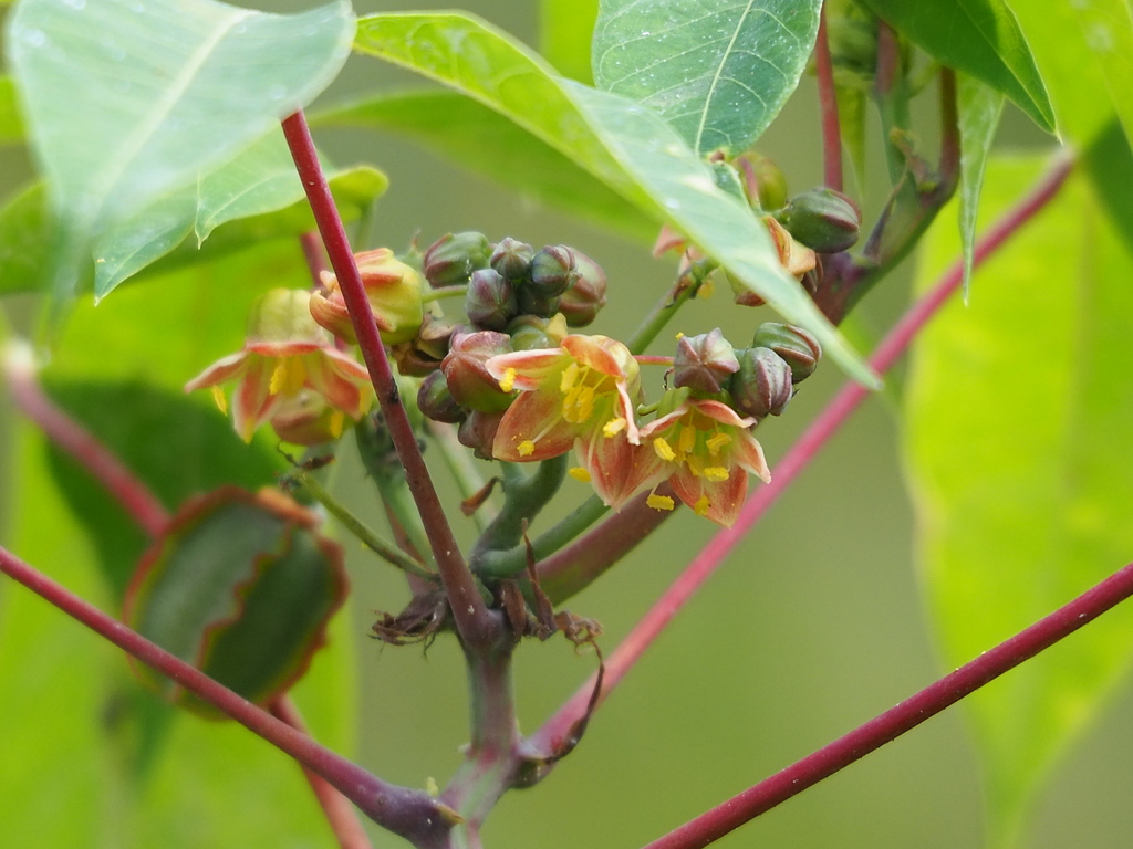 Guacamote (flora) · iNaturalist