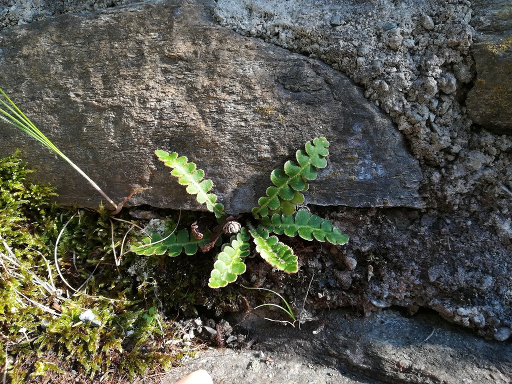 Rustyback from Bad Gastein, Österreich on July 21, 2021 at 05:37 PM by ...