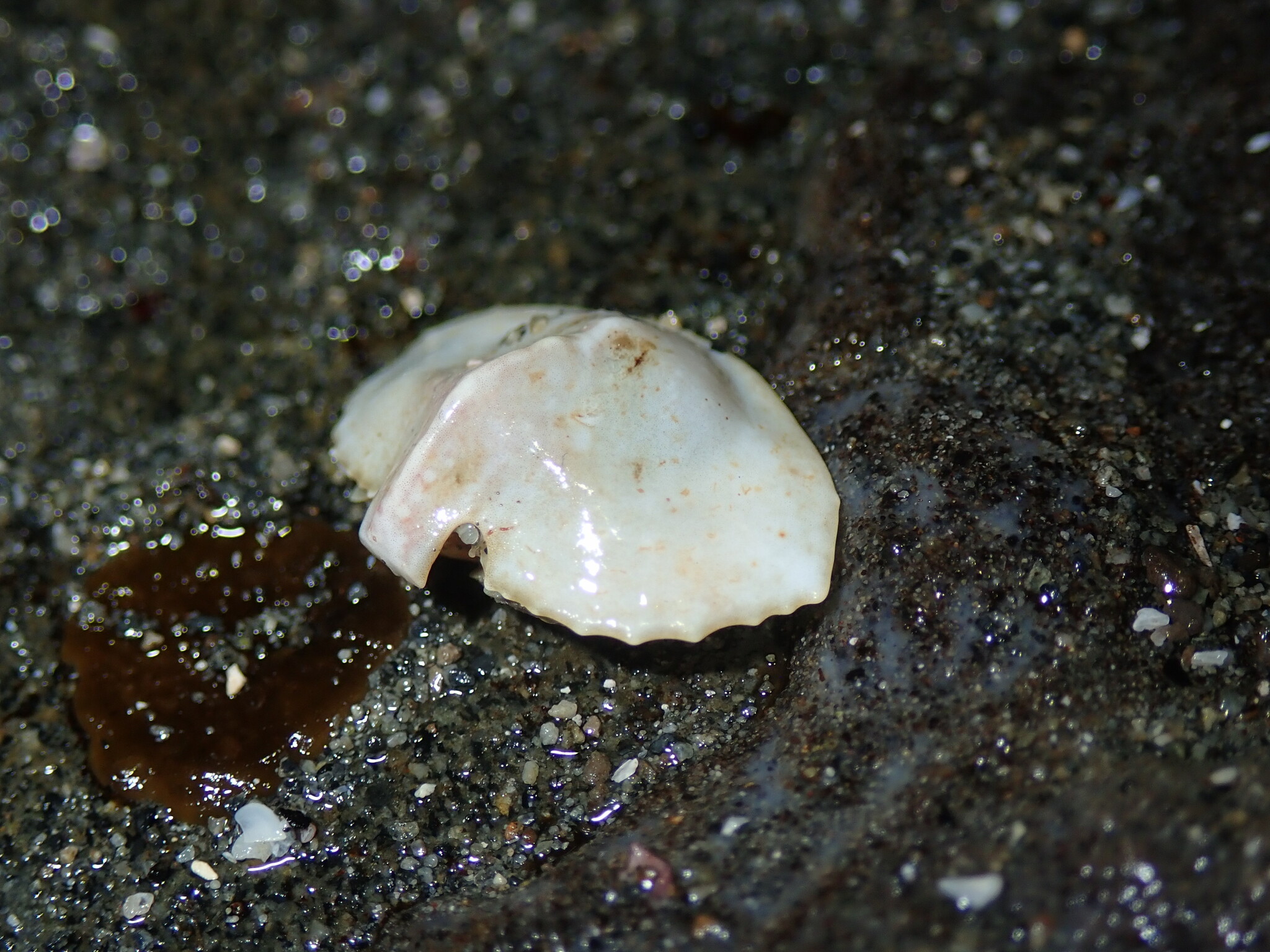 Cryptolithodes sitchensis Brandt, 1853