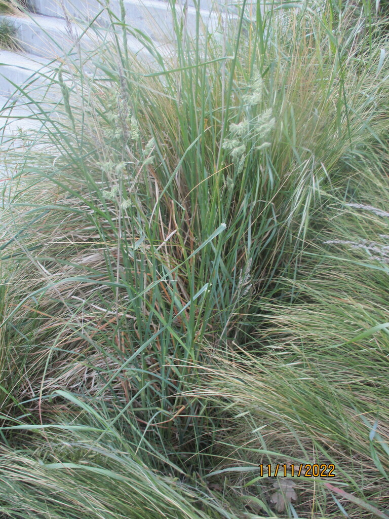 orchard grass from Frankton, Queenstown, New Zealand on November 11 ...