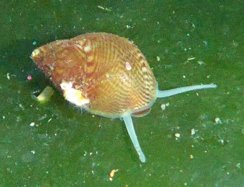 Pheasant Shells (Family Phasianellidae) · iNaturalist United Kingdom