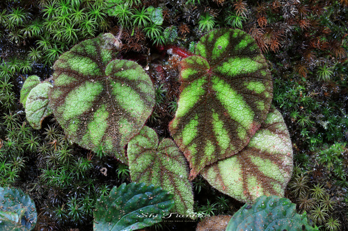 fairy-carpet begonia (Begonia versicolor) · iNaturalist