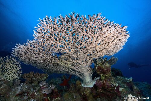 Branching Table Coral (Acropora pharaonis) · iNaturalist