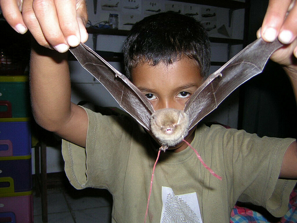 Flores woolly bat in August 2007 by Mark Schellekens · iNaturalist