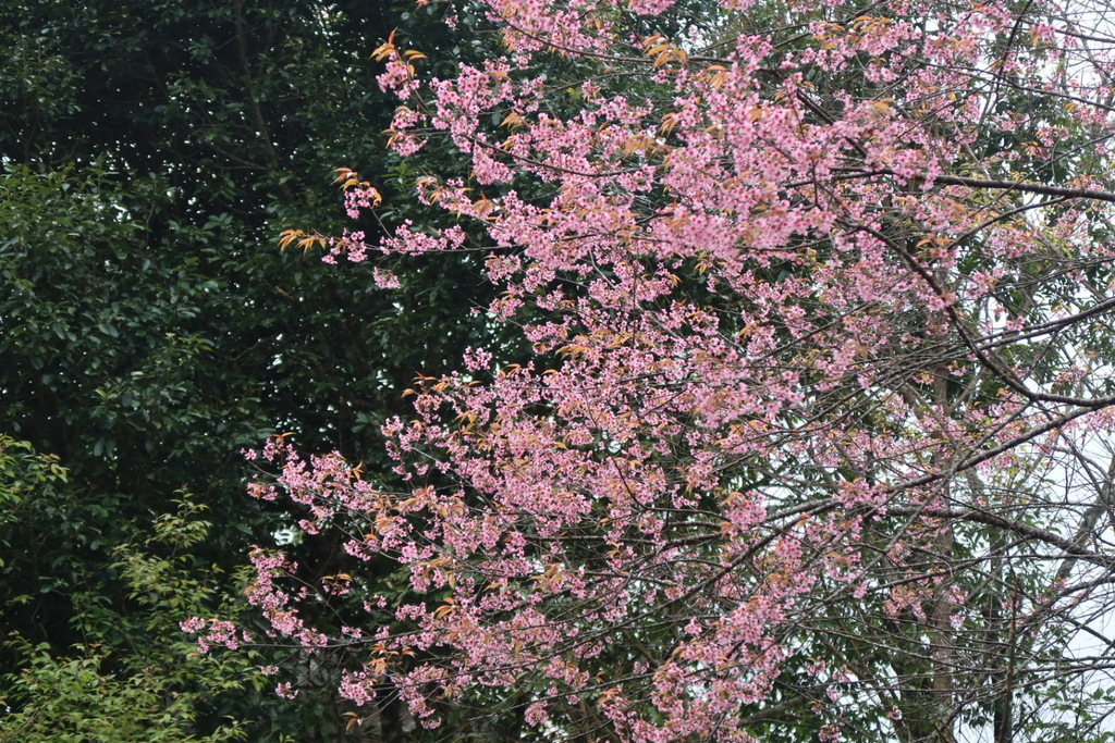 Wild Himalayan Cherry (Prunus cerasoides) - Botanical Realm